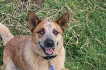 Red Heeler: The Complete Dog Breed Guide - K9 Web