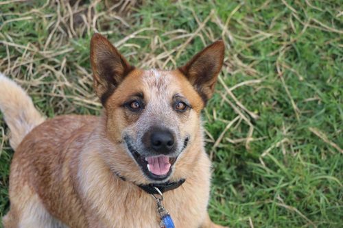 Red Heeler: The Complete Dog Breed Guide - K9 Web