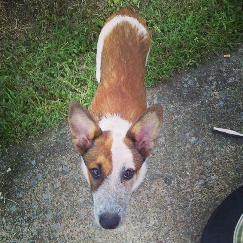 Red Heeler: The Complete Dog Breed Guide - K9 Web