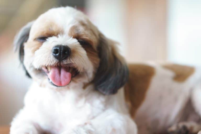 Top Questions about the Shih Poo - K9 Web