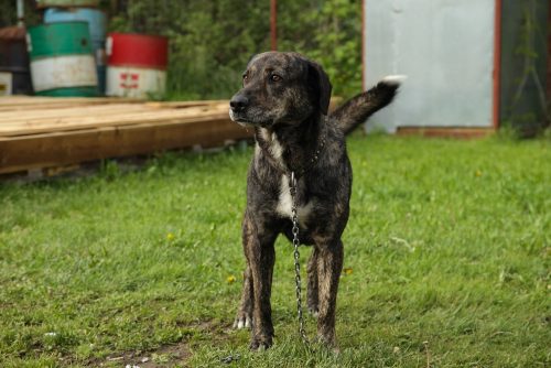 Mountain Cur 101: The Perfect Dog For the Adventurous and Outdoor ...