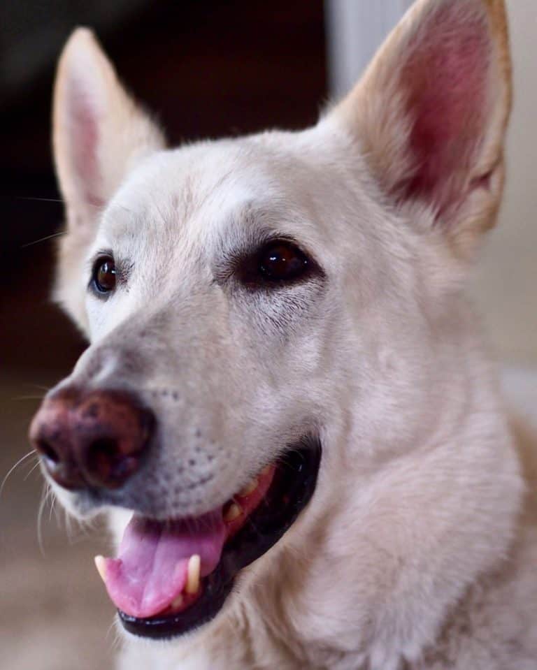 The Ultimate Guide to the White German Shepherd - K9 Web