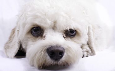 Cavachon: All You Need to Know About Cavalier Bichon Mix - K9 Web