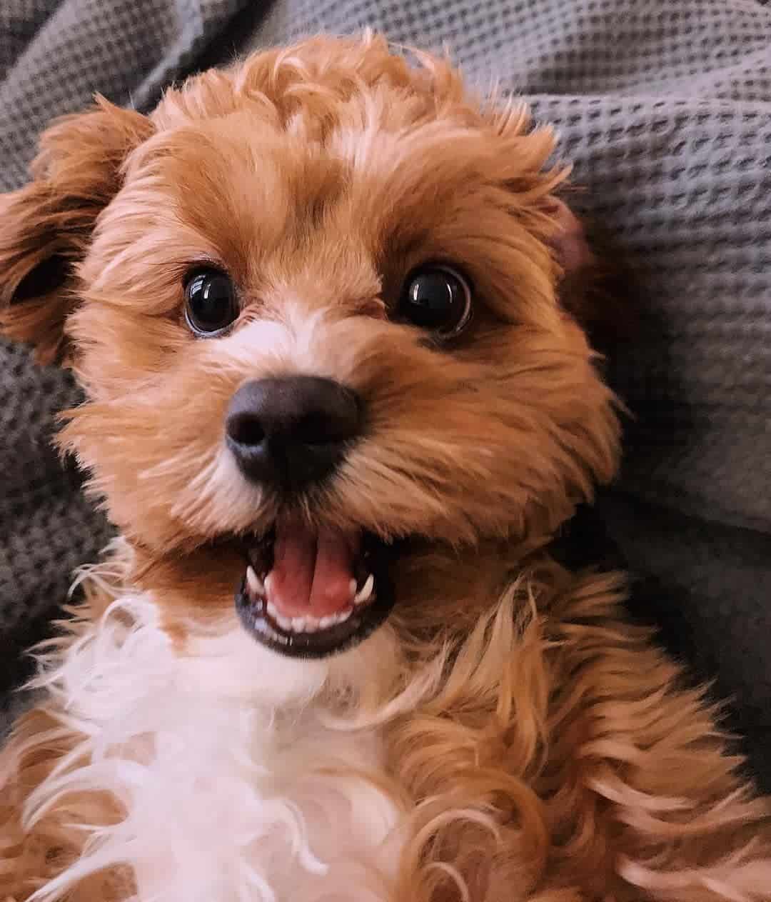 Cavapoo: Your All-Around Wonder Dog - K9 Web