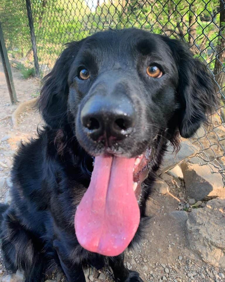 Goldador: The Amazing Retriever Combo - K9 Web