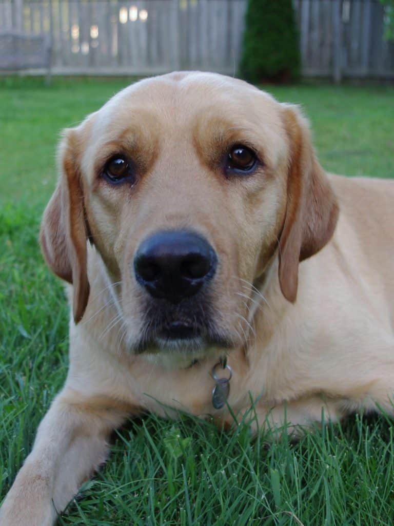 Goldador: The Amazing Retriever Combo - K9 Web