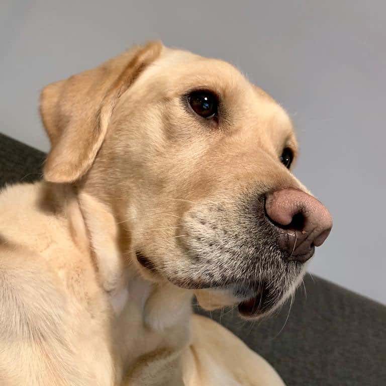 Goldador: The Amazing Retriever Combo - K9 Web