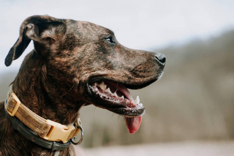 Mountain Cur 101: The Perfect Dog For the Adventurous and Outdoor ...