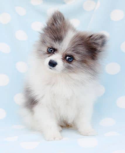 The Pomsky, A Triple-A Crossbreed: Adorable, Active, and Adaptable - K9 Web