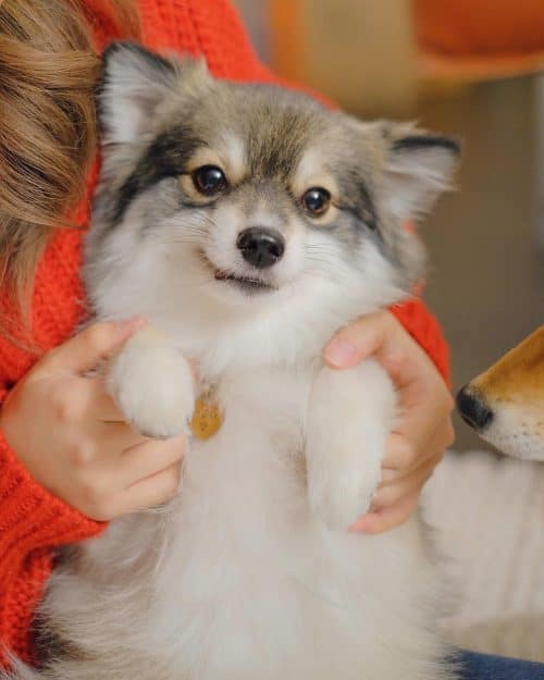 The Pomsky, A Triple-A Crossbreed: Adorable, Active, and Adaptable - K9 Web