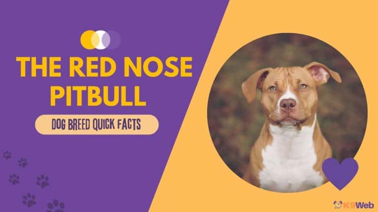 Red Nose Pitbull 101: What You Need to Know - K9 Web