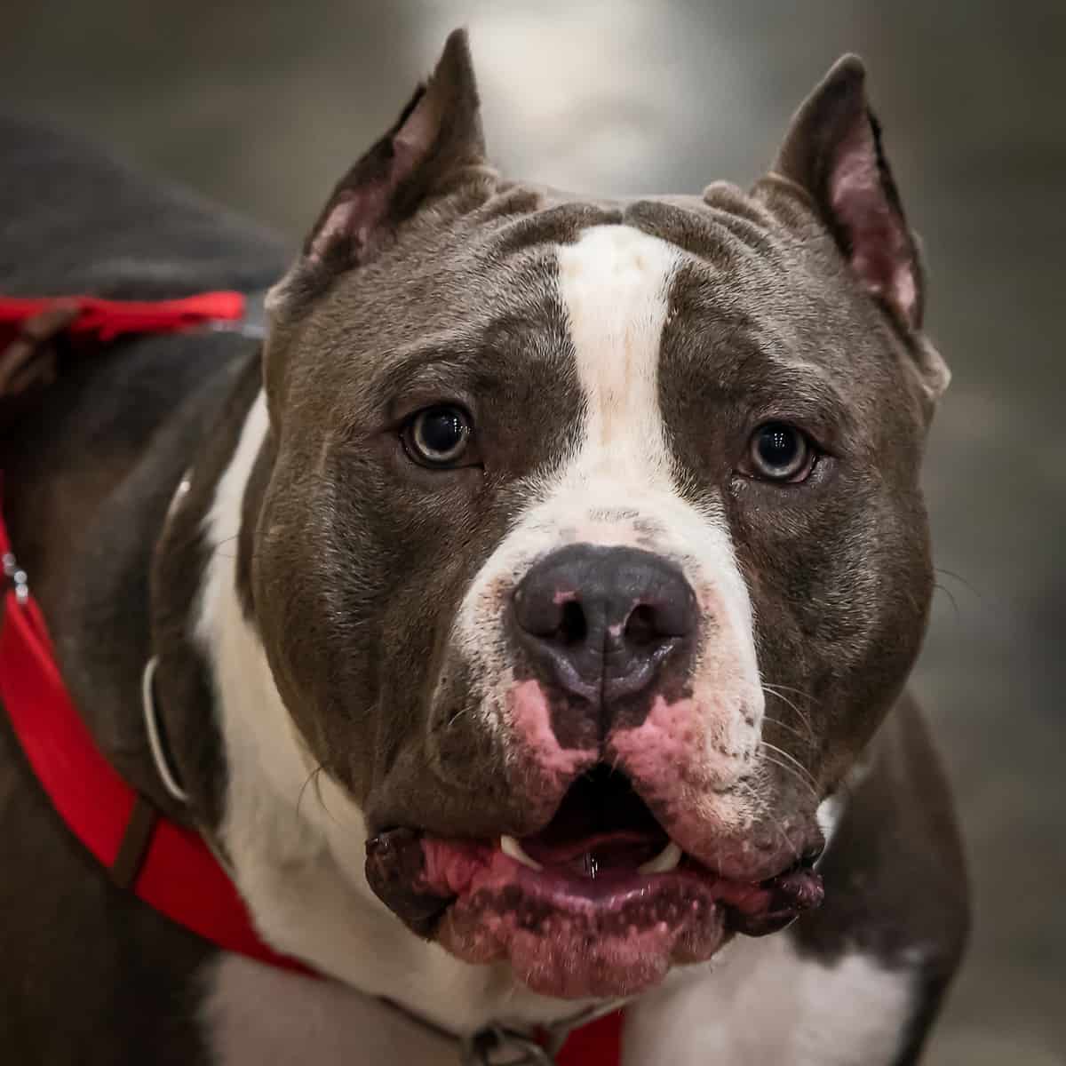 Trending 296ecs American Bully Xl Bite Force Trending 296ecs American Bully Xl Bite Force