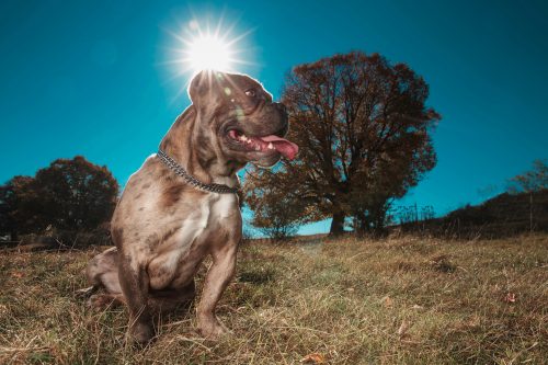 The Truth About the American Bully Dog Breed - K9 Web