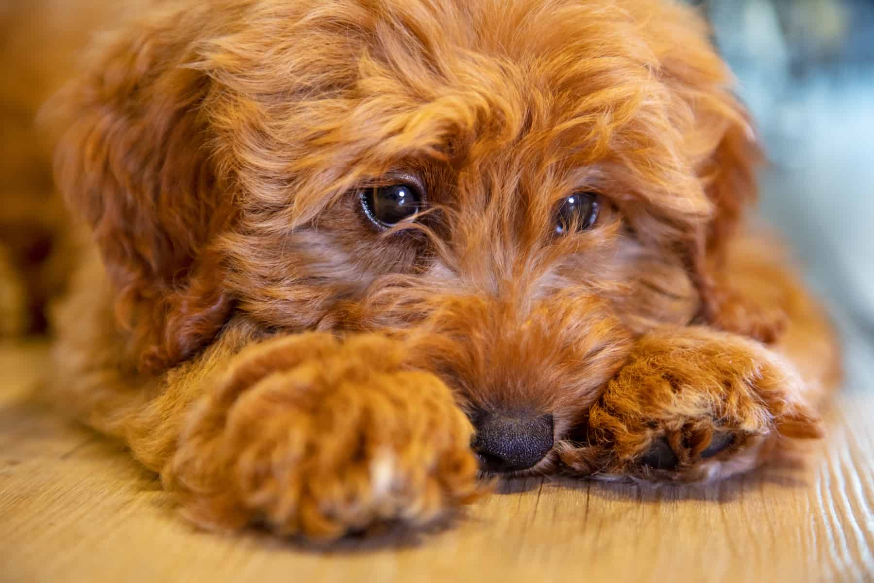 Labradoodle: What You Need to Know About The First Doodle - K9 Web