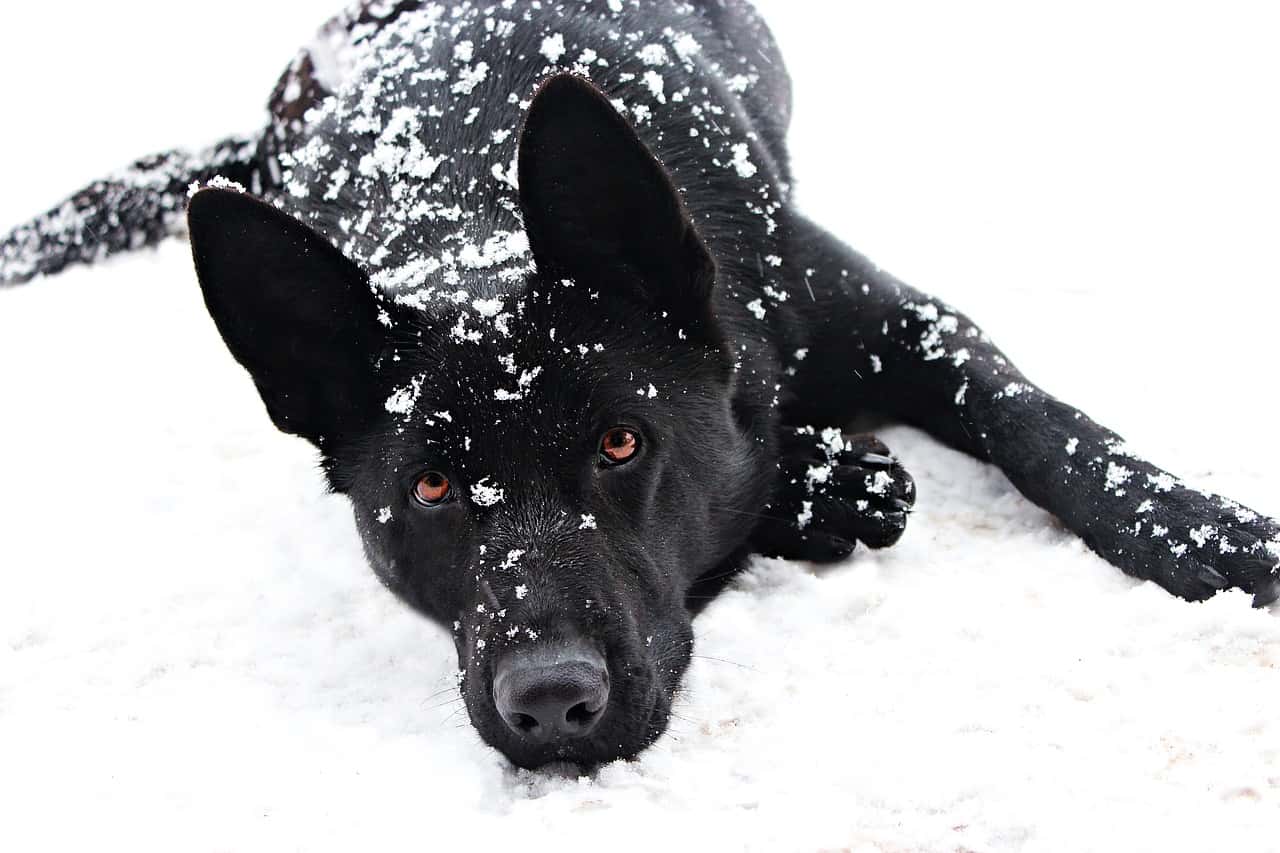 Le berger allemand noir : Un guide sur ce chien rare | Rencana