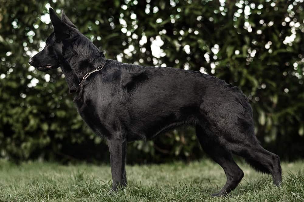 Black German Shepherd: All You Need to Know about Black GSD - K9 Web