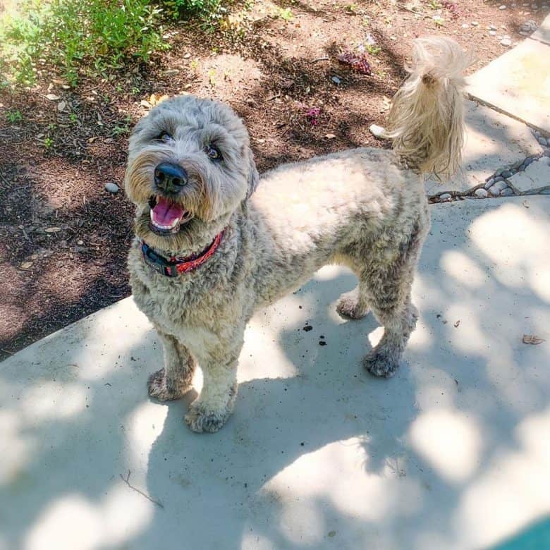 Schnoodle: What to Know and What's Good About Them - K9 Web