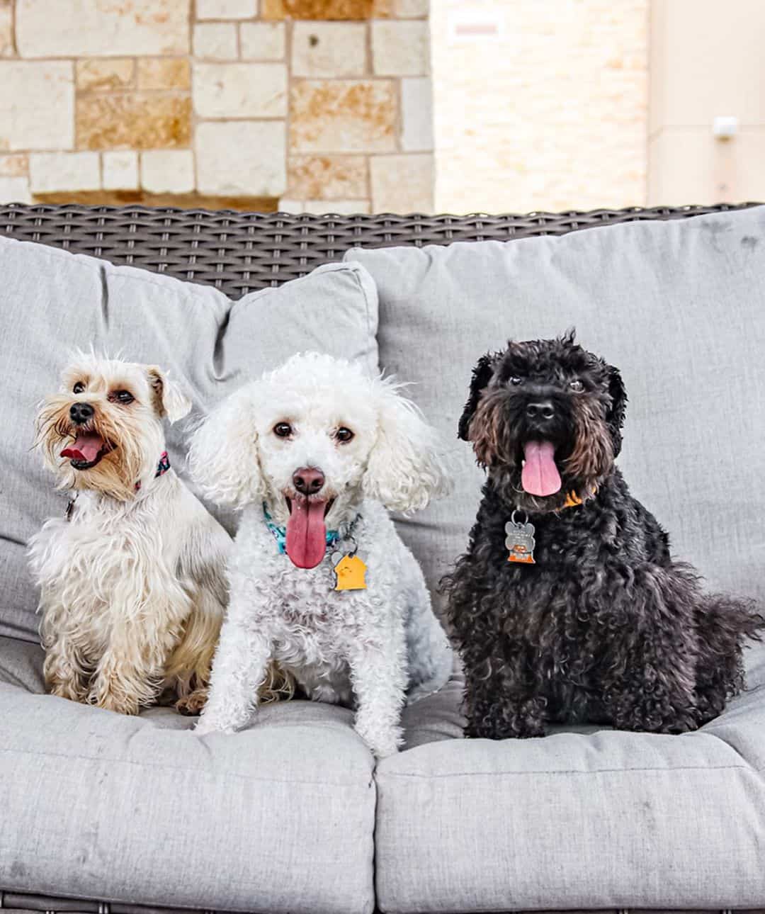 Schnoodle: What to Know and What's Good About Them - K9 Web