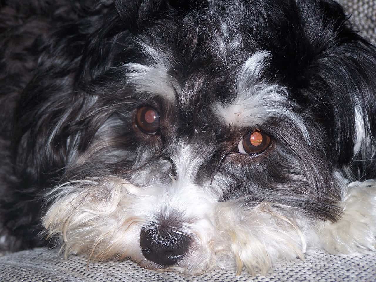 Schnoodle: What to Know and What's Good About Them - K9 Web