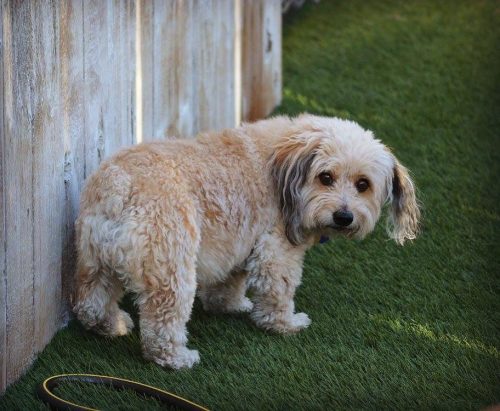 Corgipoo: All you need to know about the Cute Corgi Poodle Mix - K9 Web