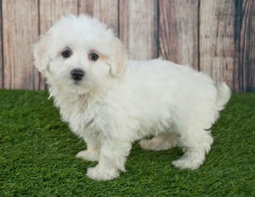 Corgipoo: All you need to know about the Cute Corgi Poodle Mix - K9 Web