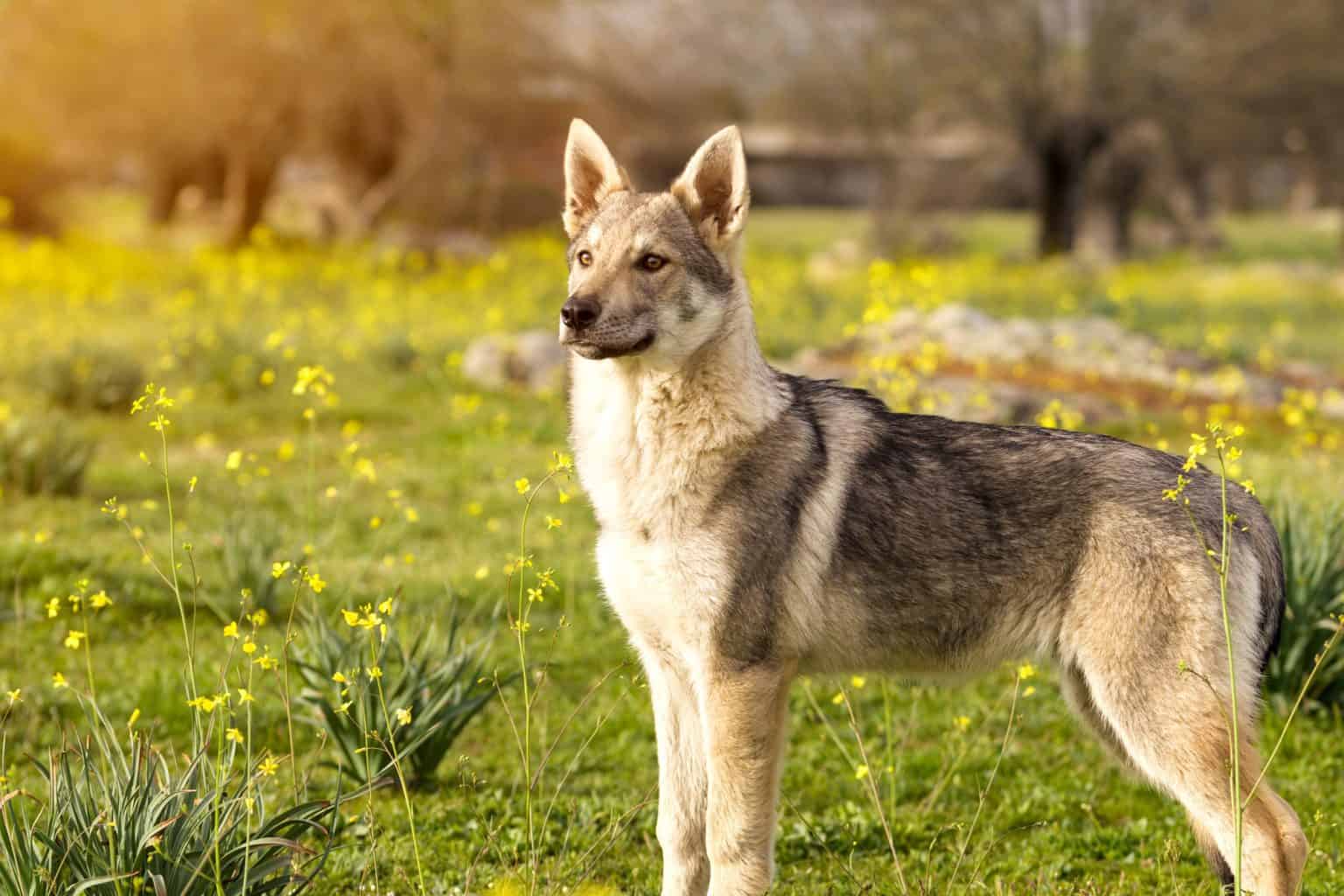 Dog Breed 101: What is a Czechoslovakian Wolfdog? - K9 Web