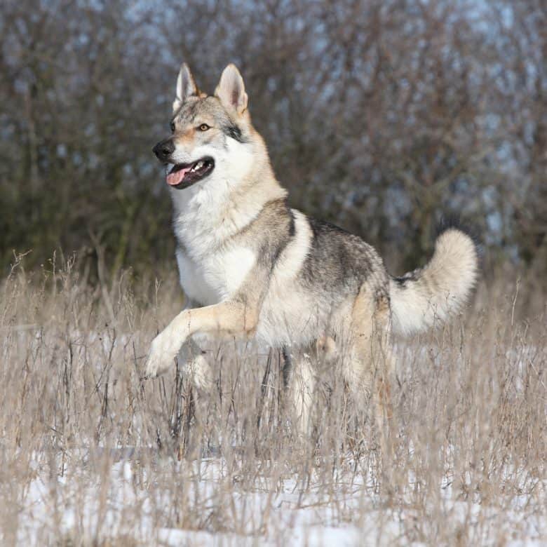 Dog Breed 101: What is a Czechoslovakian Wolfdog? - K9 Web