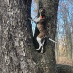 Facts you need to know about the Feist dog - K9 Web