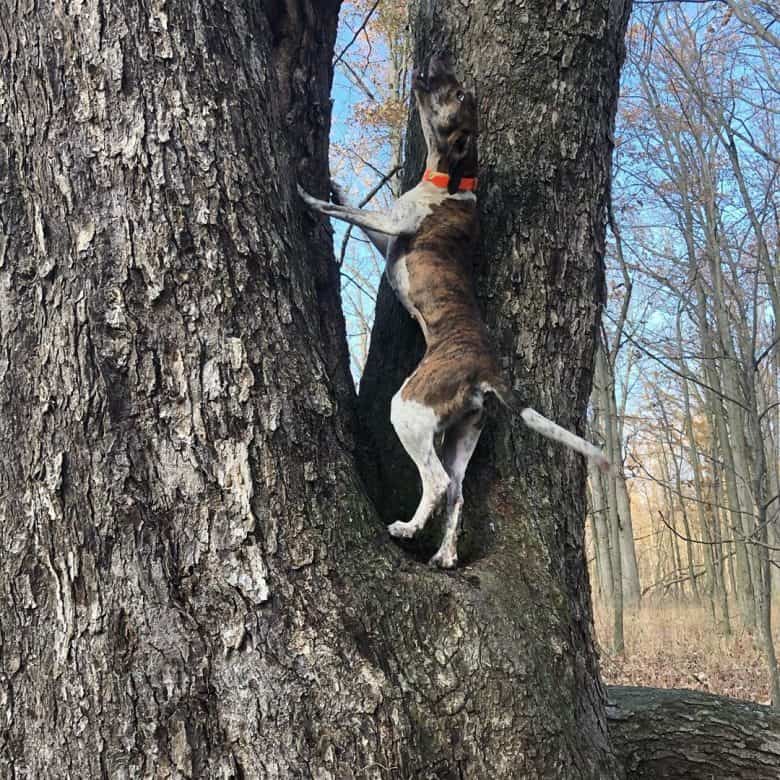 Facts you need to know about the Feist dog - K9 Web