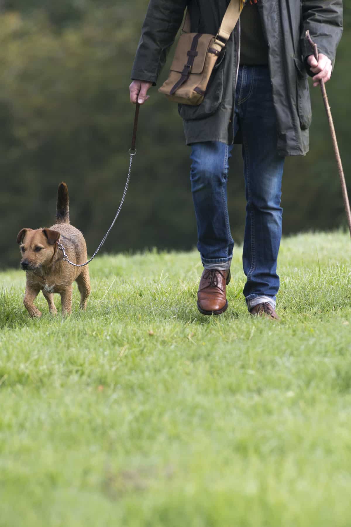 Is the Patterdale Terrier a pleasant or problematic pet to have? - K9 Web