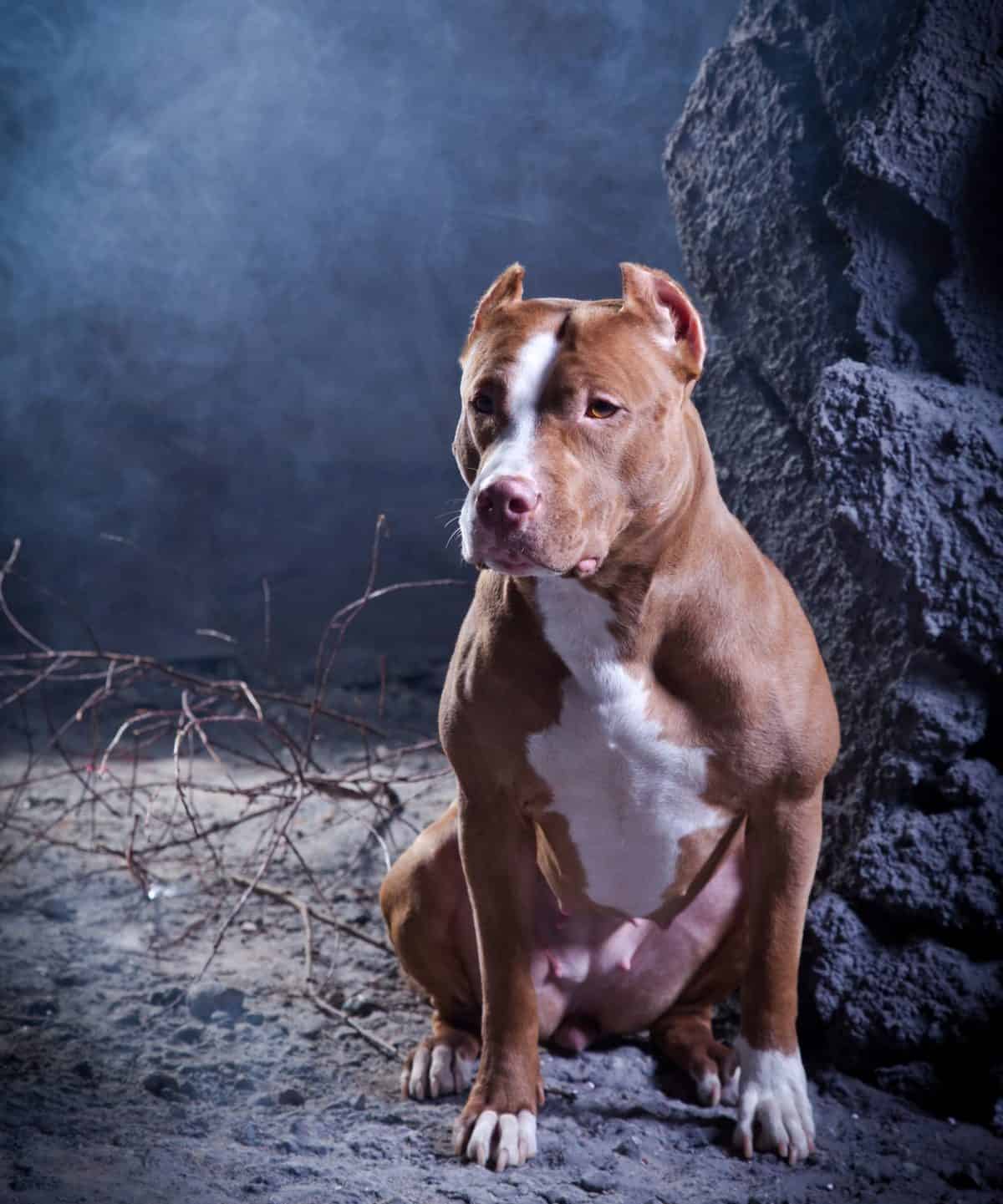 Boerboels: Is This Breed Too Aggressive to be a Family Dog? - K9 Web