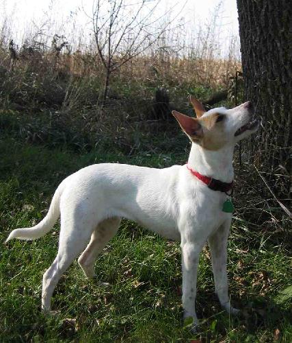 Facts you need to know about the Feist dog - K9 Web
