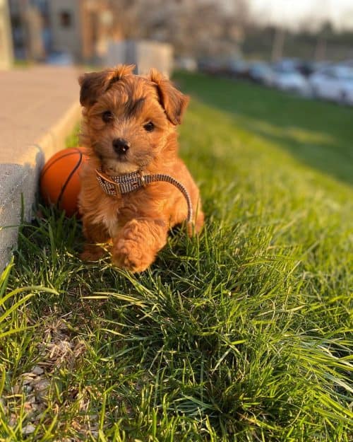 Why the Havapoo is a perfect fit for every dog owner - K9 Web