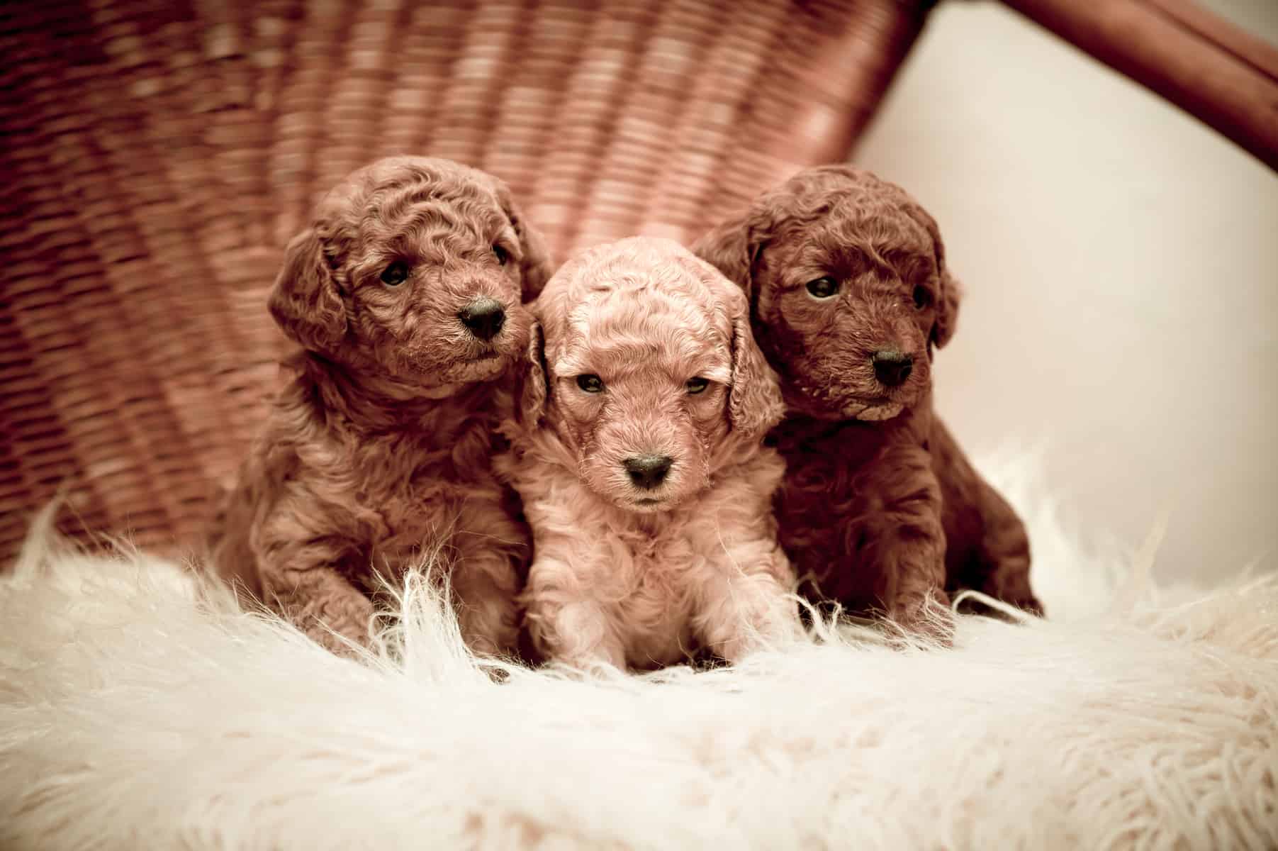 Your Guide to the Hardworking Toy Poodle - K9 Web