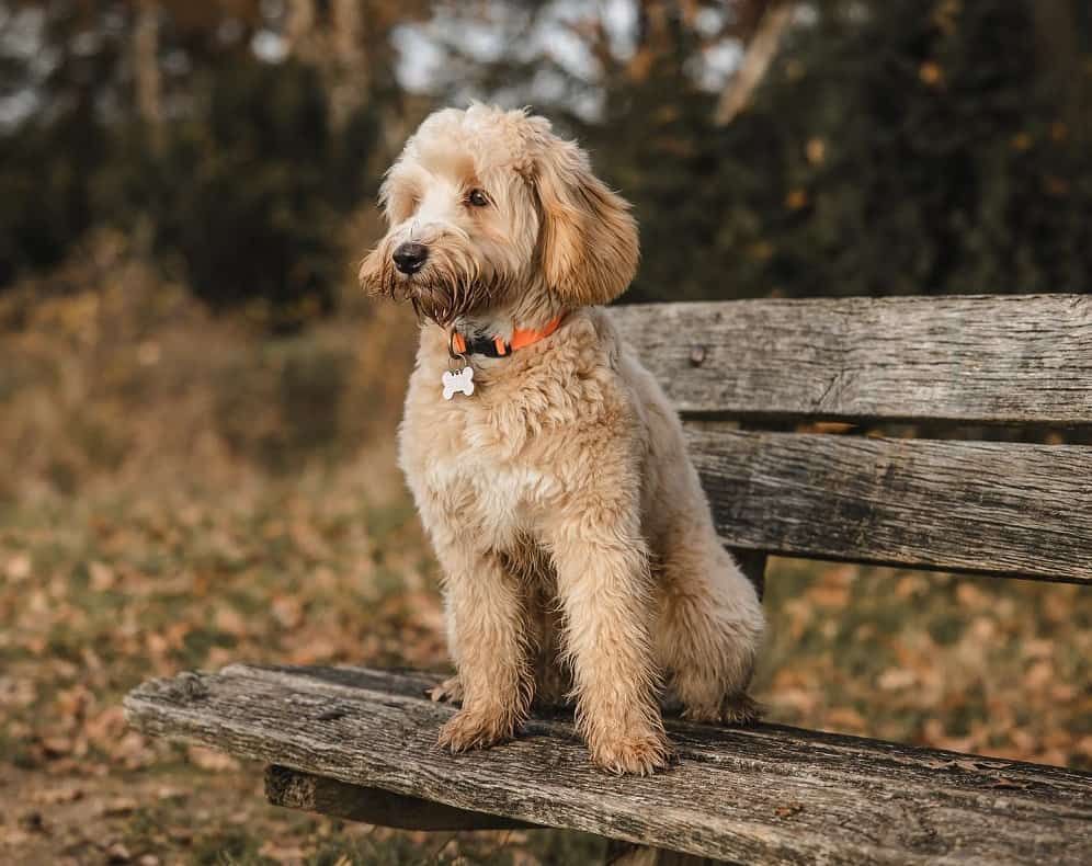 Dog Breed 101: What is a Miniature Labradoodle? - K9 Web