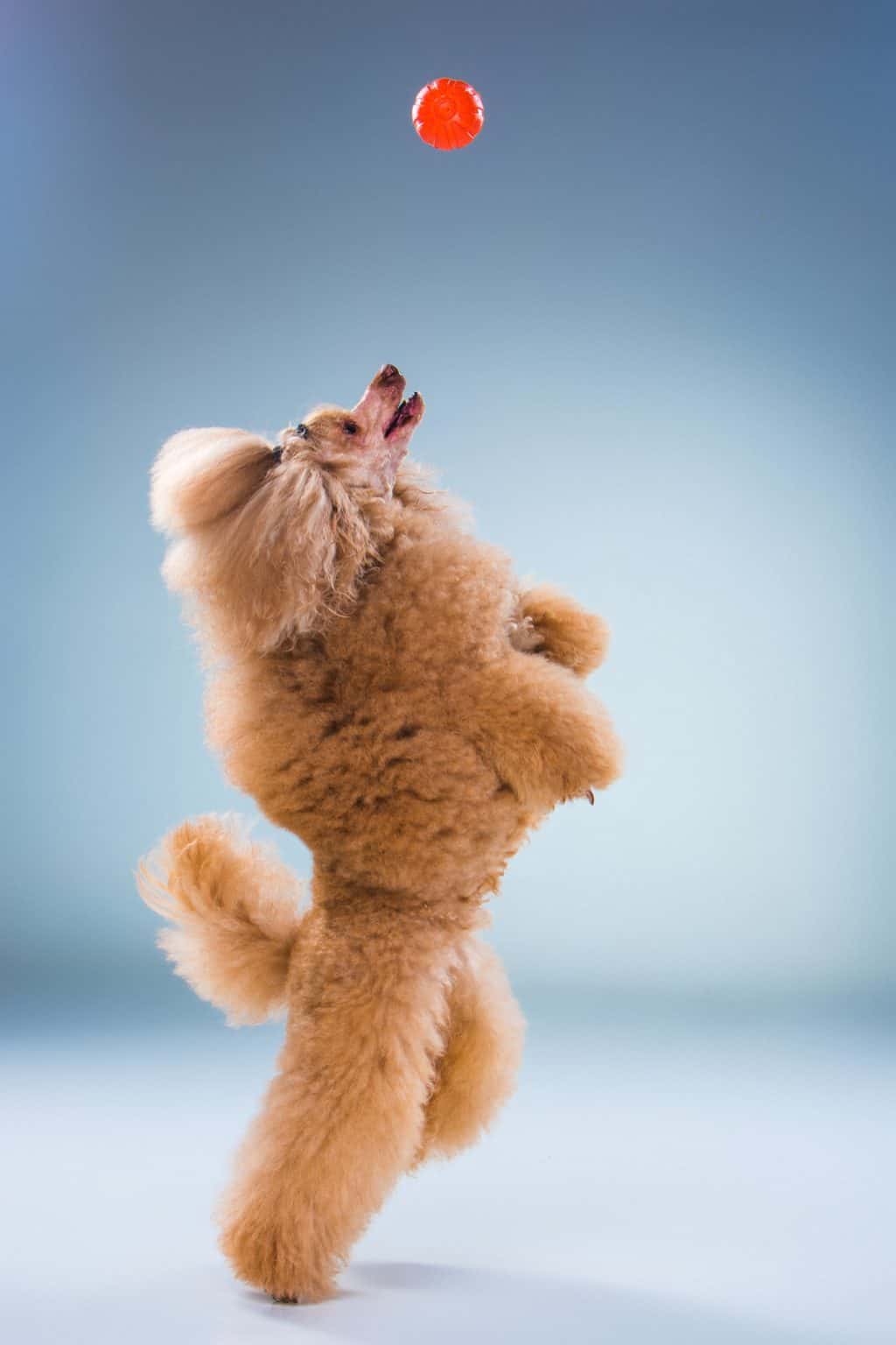 Your Guide to the Hardworking Toy Poodle - K9 Web