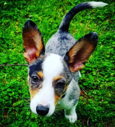 Dorgi: Want to be like the Queen? Get a Corgi-Dachshund mix! - K9 Web