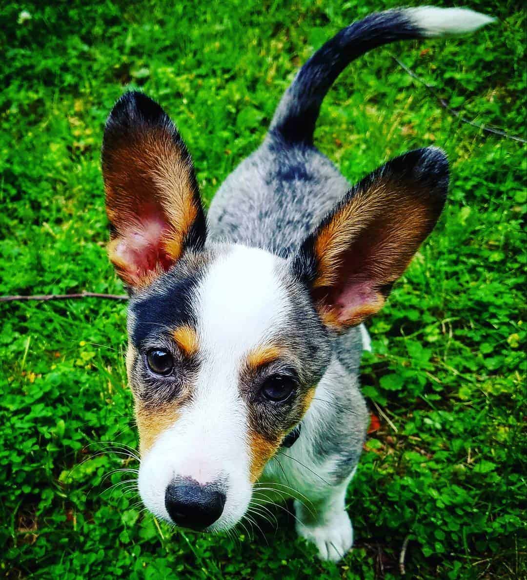 Dorgi: Want to be like the Queen? Get a Corgi-Dachshund mix! - K9 Web