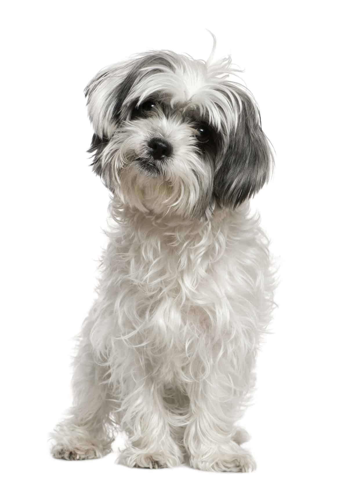 Maltese Shih Tzu: You need to meet this charming lapdog - K9 Web