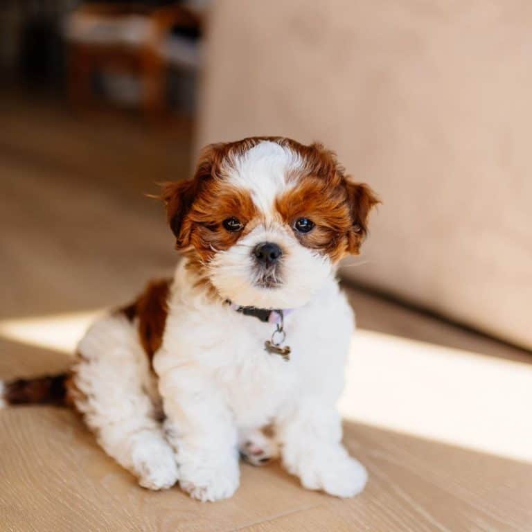 Is the Zuchon a good dog for families to have? - K9 Web