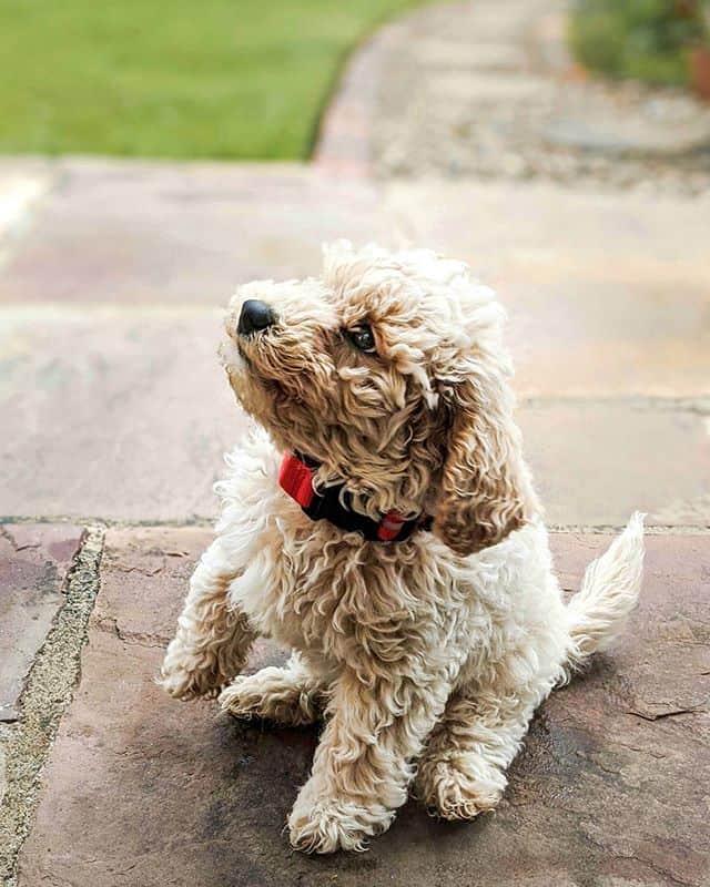 Bichon Poodle: Get to know the ultimate lovable teddy dog - K9 Web