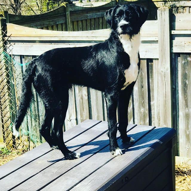 Find out why Boxerdoodles are loving and loyal - K9 Web