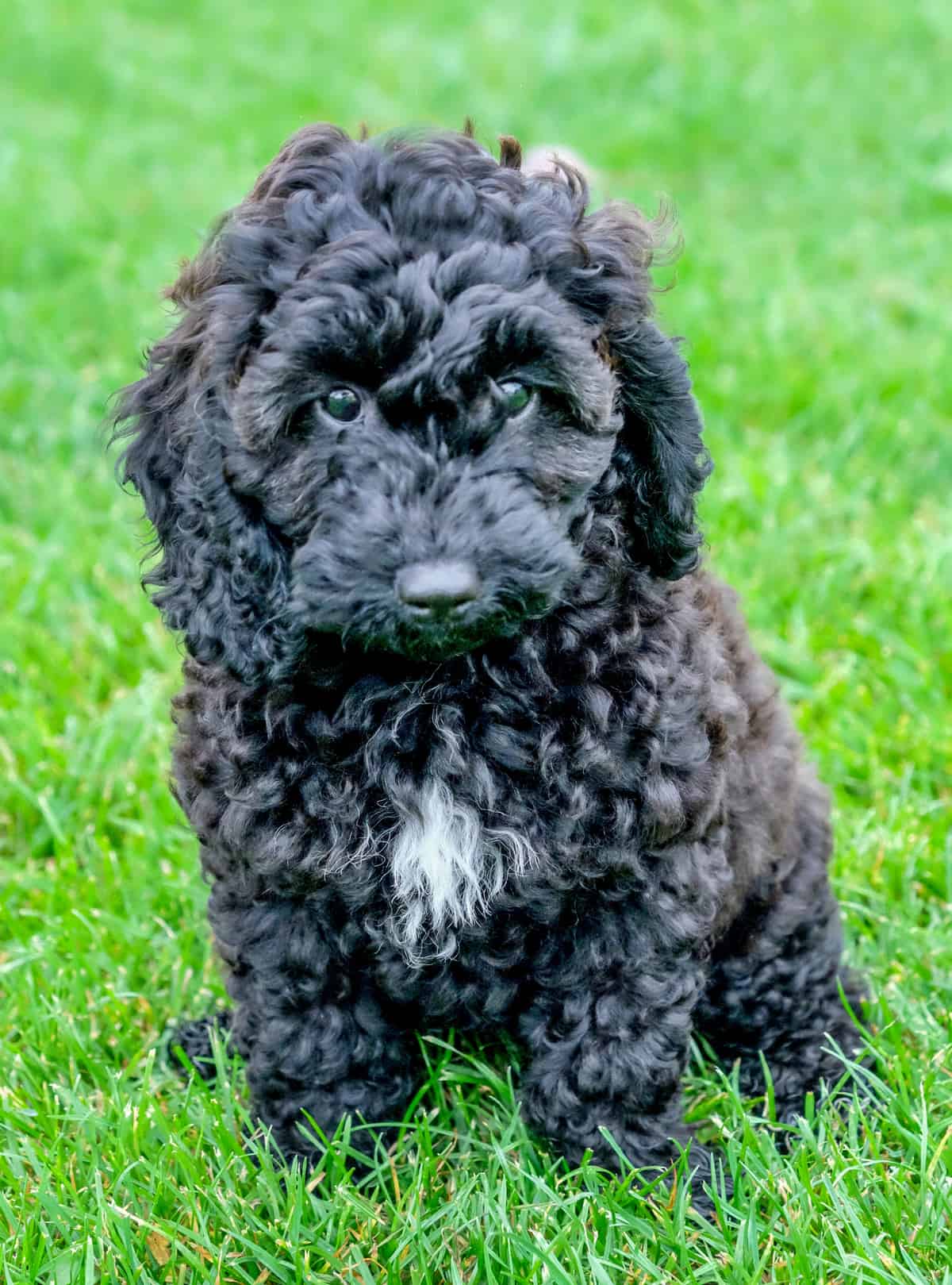 Discover the Adorable World of Best Cockapoo Teddy Bears: Your Ultimate ...