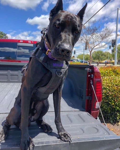 What you should know about the Canis Panther dog - K9 Web