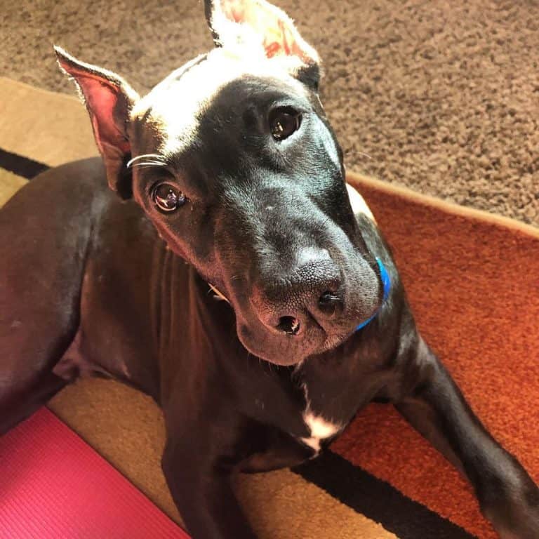 What you should know about the Canis Panther dog - K9 Web