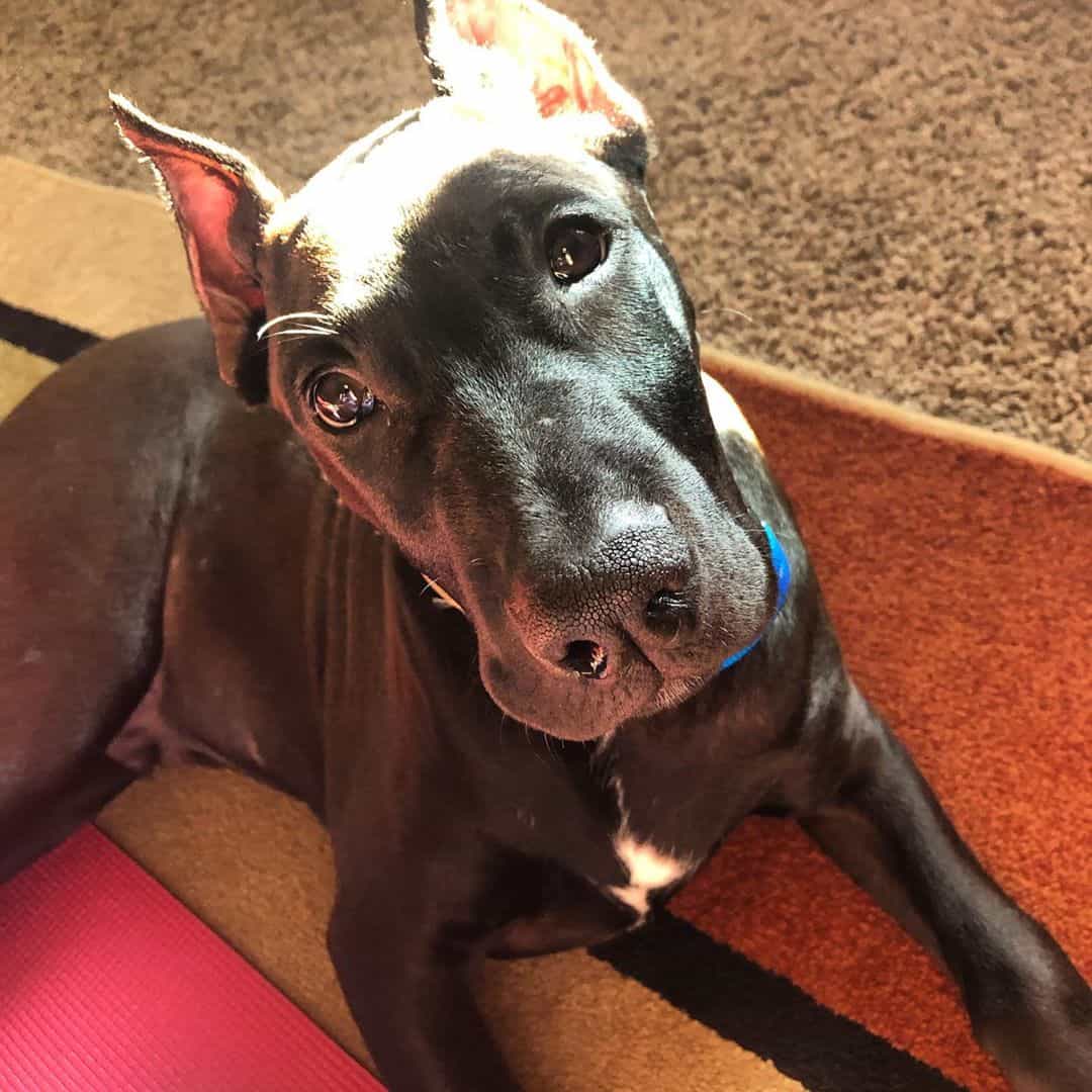 What you should know about the Canis Panther dog - K9 Web