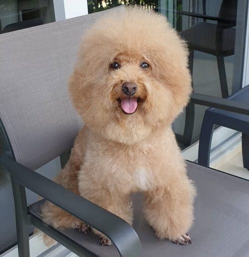 Bichon Poodle: Get to know the ultimate lovable teddy dog - K9 Web