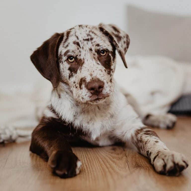 Aussiedor: Is the Australian Shepherd Lab Mix Right for You? - K9 Web