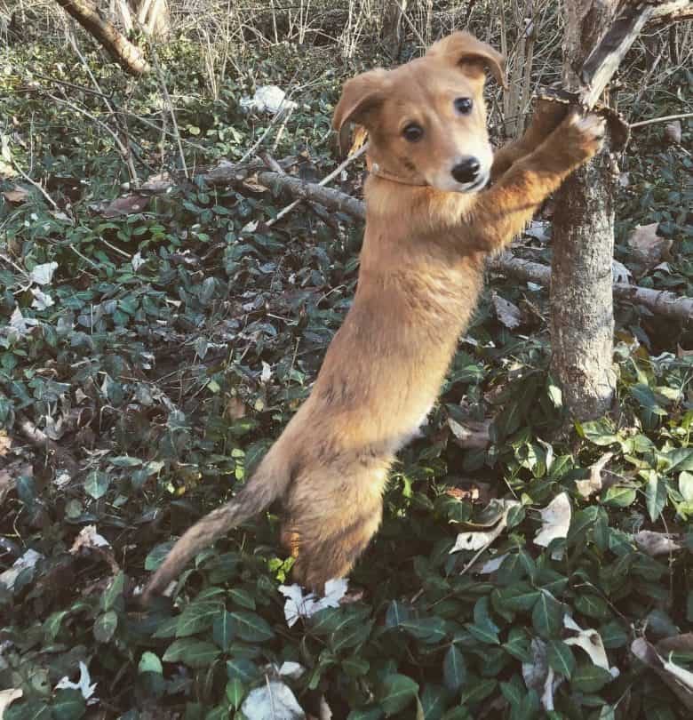 Your ultimate guide to the Corgi Golden Retriever mix dog - K9 Web