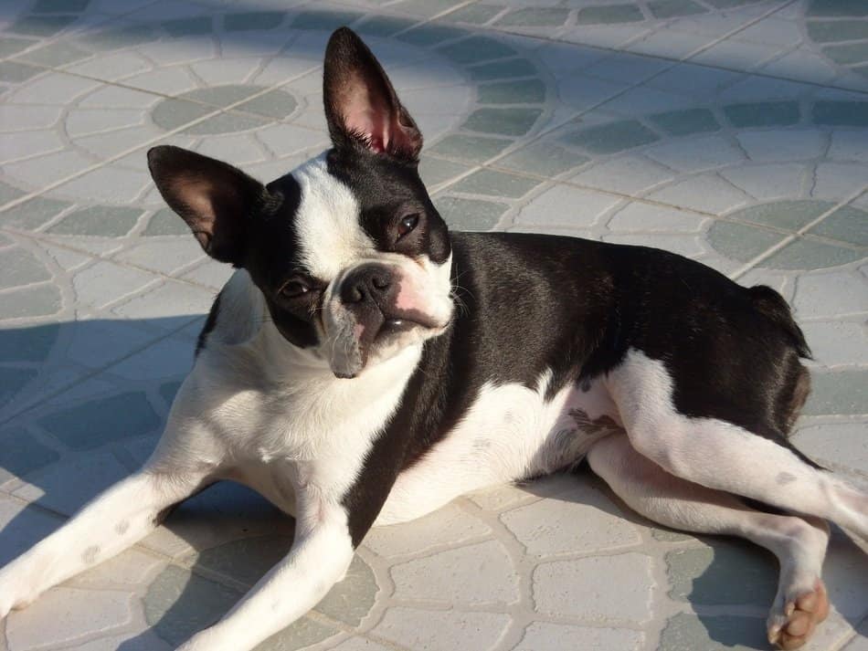 Why the Boston Terrier Pug mix will make you happy - K9 Web